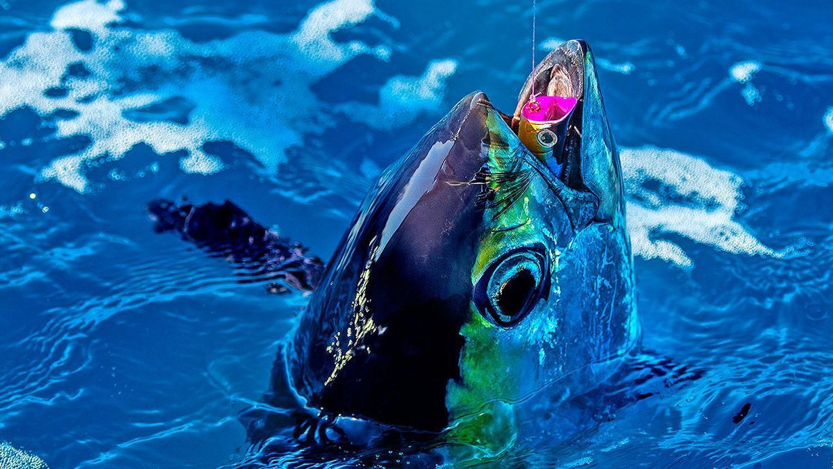 Blackfin Tuna