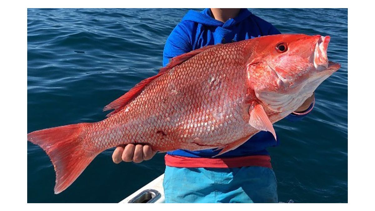 Red Snapper Fish In Water