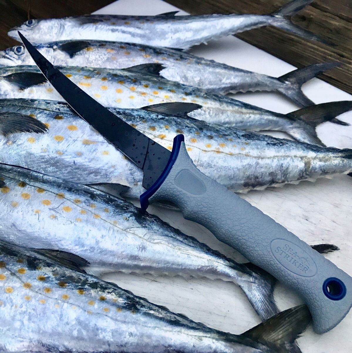 Spanish Mackerel Fishing