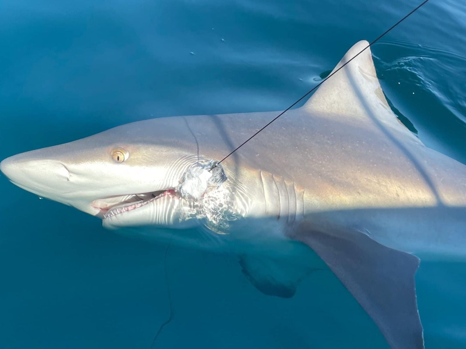 March Fishing Forecast